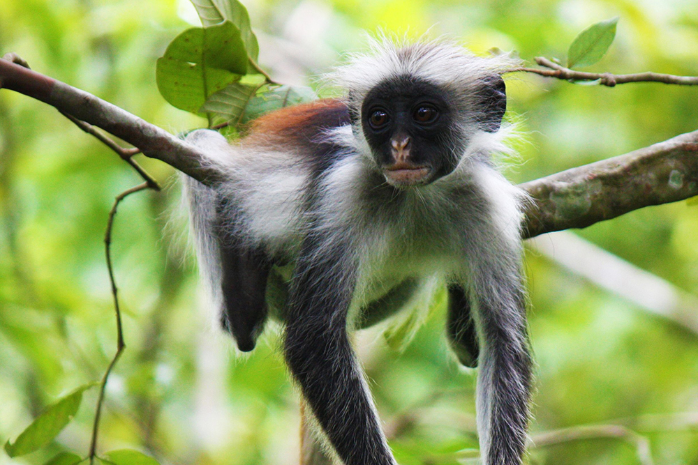 Jozani Forest Tour in Zanzibar | Africa's Home Tours & Safaris